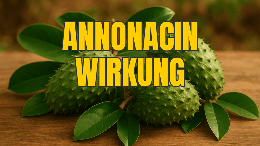 Annonacin Wirkung: Das Paradoxon von Guanabana gegen Krebs und Parkins