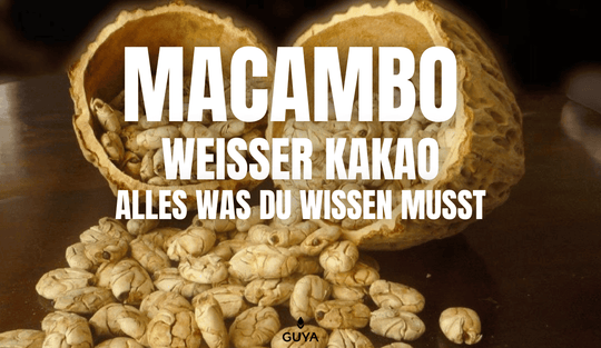 Macambo the white cocoa - everything you need to know - Cacao Blanco
