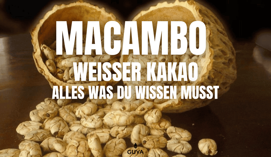 Macambo the white cocoa - everything you need to know - Cacao Blanco